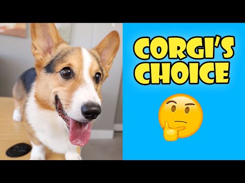 Which toy will my corgi choose to play with? #Shorts #Corgi