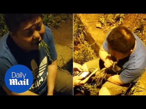 Moment drunk driver eats grass in desperate bid to sober up - Daily Mail