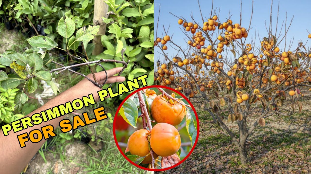 Buy Premium Persimmon Fruit Plants | Grafted persimmon plant for sale | All Top Varieties Available