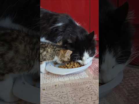 The Most Heartwarming Cat Video You'll Ever See