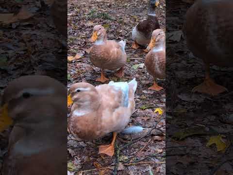 Saxony ducks on a morning waddle.