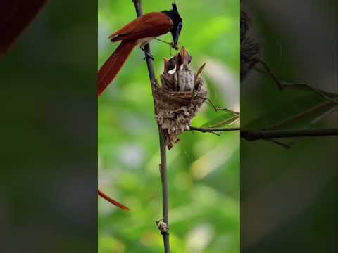 أندر طيور آسيا في لحظة أمومة لا تُوصف! | Rarest Asian Bird Moment