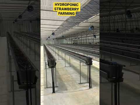 KOREA’S TECHNOLOGY INDOOR HYDROPONIC STRAWBERRY FARMING AT DA 10- BUKIDNON, PHILIPPINES #fyp #shorts