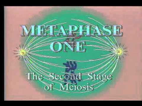 Meiosis I: Metaphase One.