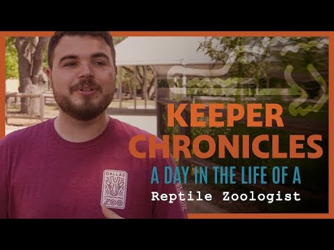 A Day in the life of a REPTILE ZOOLOGIST