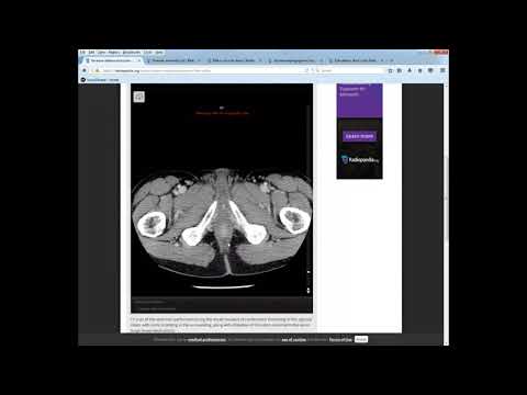 Pelvic muscles