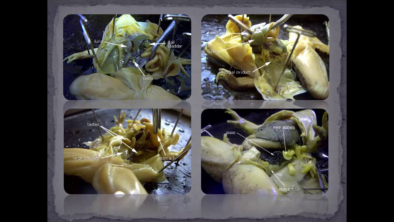 GR 10 Frog Dissection (Science Video Tutorial)