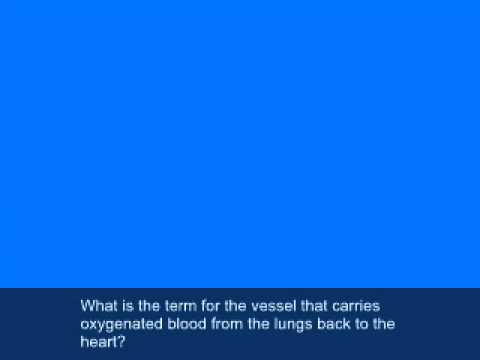 20 Chapter 05 Part 02 Cardiovascular Anatomy