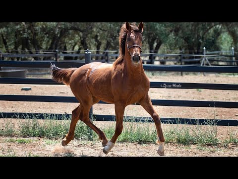 Rah Rah Riska- 2021 KWPN-NA filly by Jazz