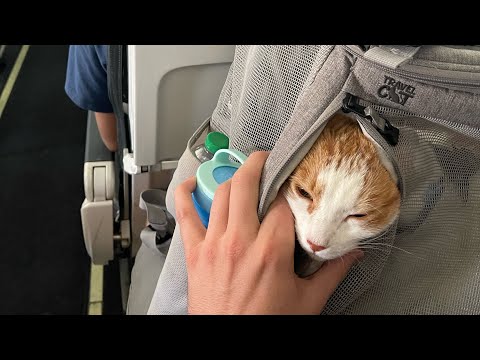 How To Fly With Your Cat - STEP BY STEP in exact order (long and short flights)