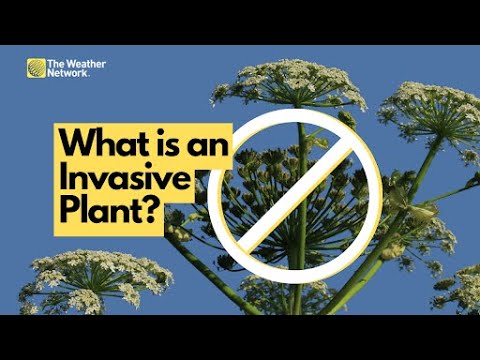 What makes a plant 'invasive' and how harmful are they?