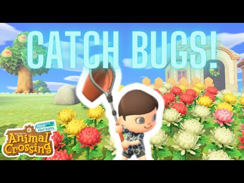 Beginners Guide to Catching Bugs in Animal Crossing New Horizons