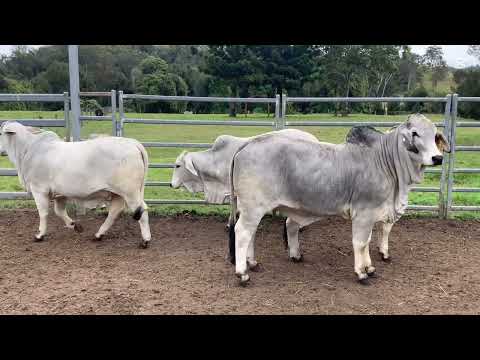 FIGLAND BRAHMAN STUD HEIFERS - NORTHERN RIVERS ELITE BRAHMAN SALE 12TH JULY 2025