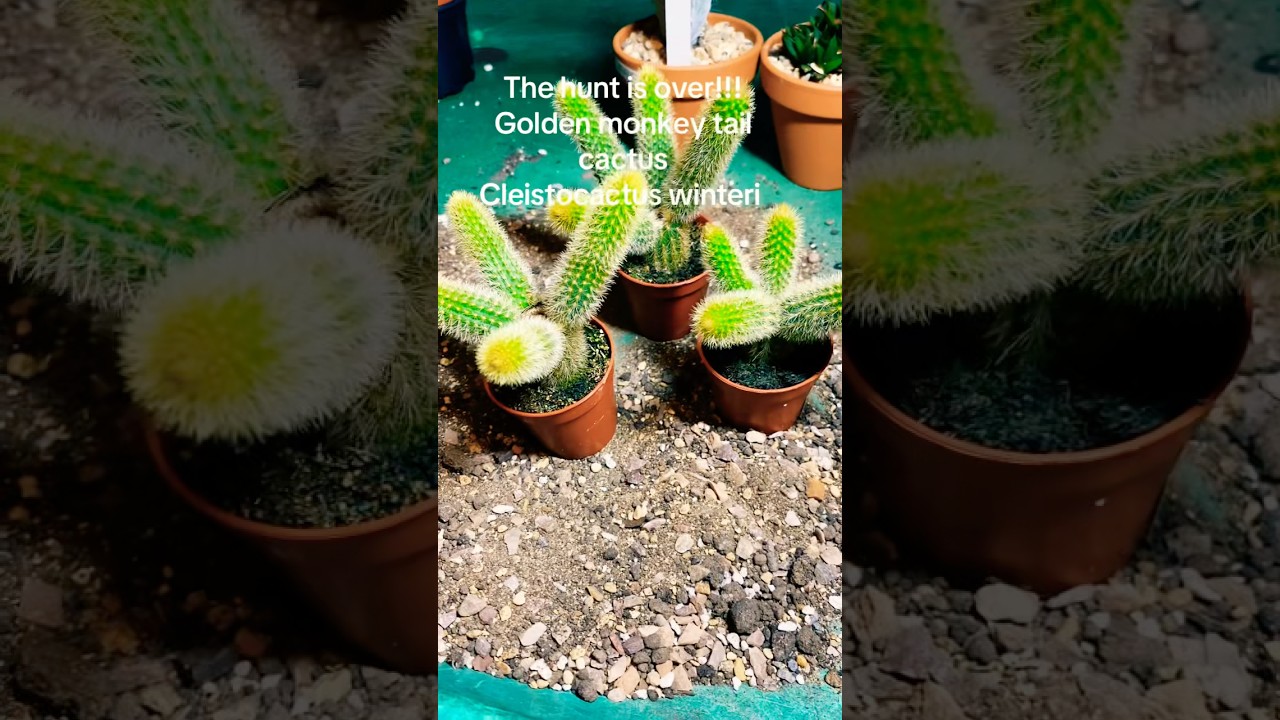Golden monkey tail cactus!! At last 🌵🤓#cactus #indoorplants #indoorplants #cacti  #houseplants