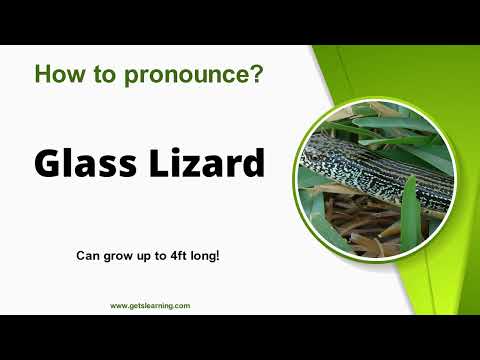 How to Pronounce Glass Lizard in English Correctly