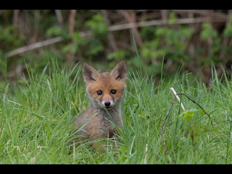 Project Fox Cub Episode 6: anyone got a goat?