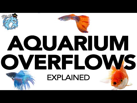 Aquarium Overflows Explained | BigAlsPets.com