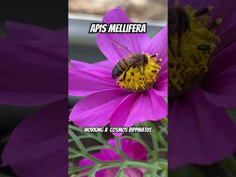 Apis Mellifera hard at work! #honeybee #spring #beekeeper