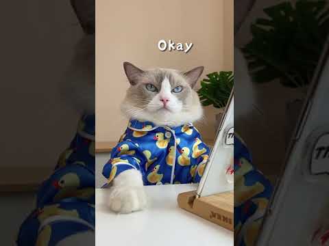 My mug 😭 #thatlittlepuff #catsoftiktok #CODAduets #recipes #Pet #EatFreshRefresh