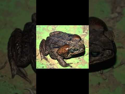 Invasive Species: What You Should Know