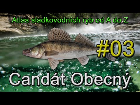 Atlas Sladkovodních Ryb |#03| Candát Obecný | Zander