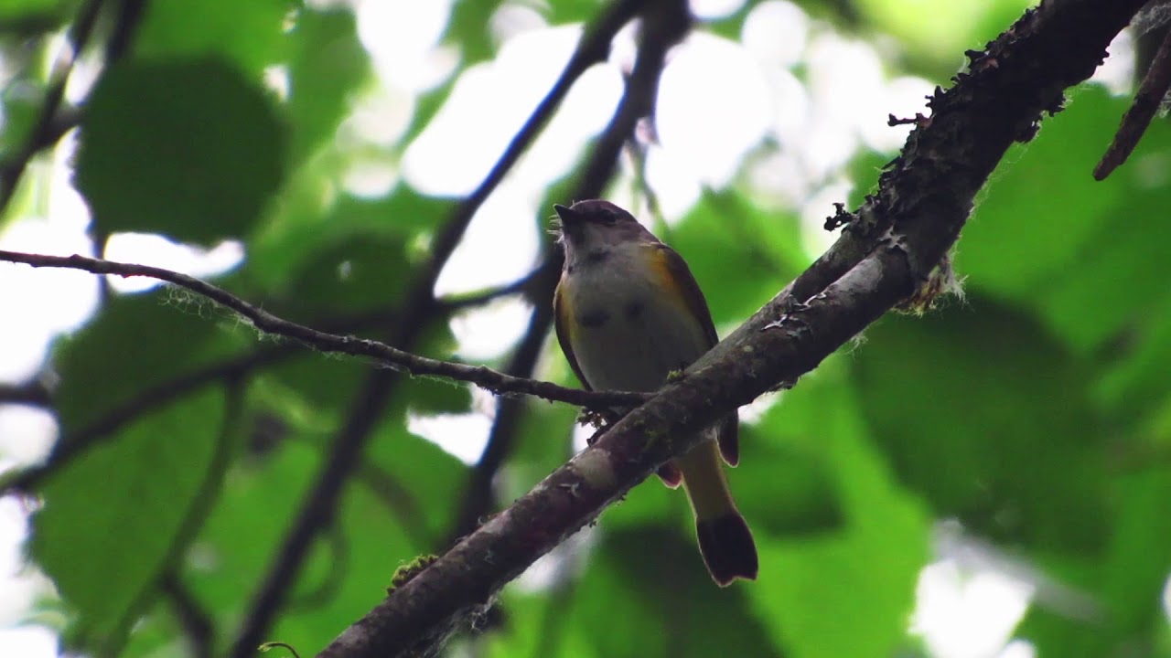 American Redstart
