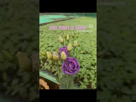 this plant name is lisianthus #flower
