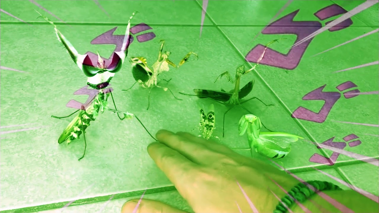 Aggressive Pillar Mantis Squad {meme}