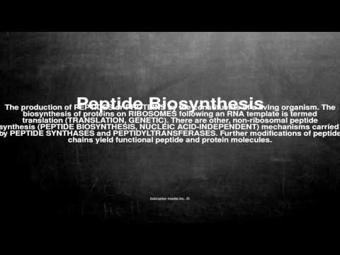 Medical vocabulary: What does Peptide Biosynthesis mean