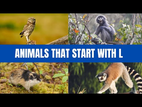 Animals That Start With " L " for Babies & Toddlers
