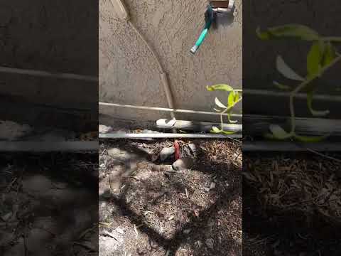 Surprise Rattlesnake