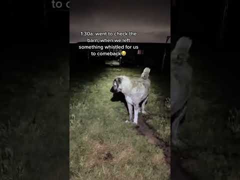 When u hear something whistle at u in the night.. no you didn’t. Our livestock guardian dog reacts