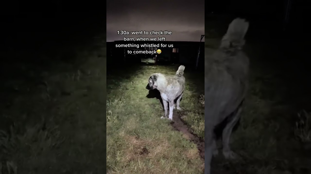 When u hear something whistle at u in the night.. no you didn’t. Our livestock guardian dog reacts