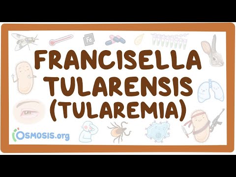 Francisella tularensis (Tularemia) - an Osmosis Preview