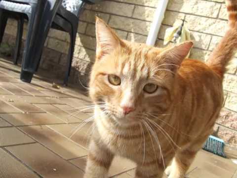 American Shorthair Orange | Set Of Cat Breed Pictures