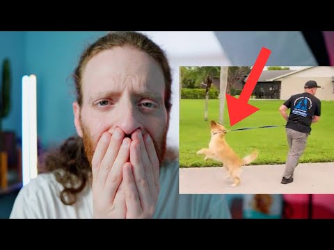 How NOT to train leash walking in dogs: Reviewing American Standard Dog Training