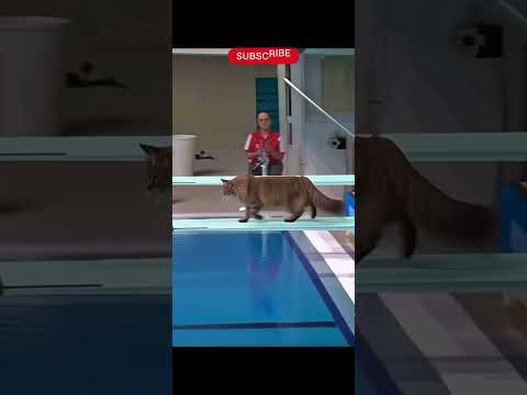 Cats Take the Plunge: Olympic Style Diving from Heights!