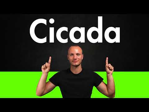 How to Pronounce Cicada (Correctly)