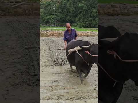 Traditional oxen plough the fields