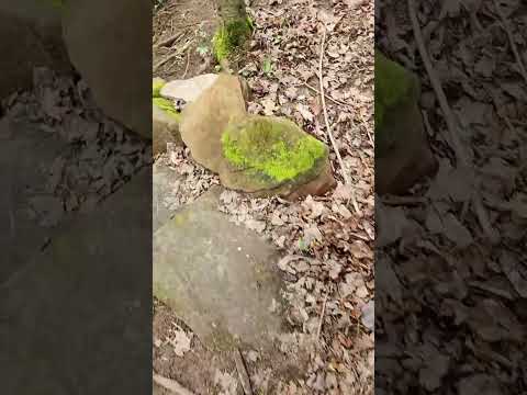 Nature Walk Adventure: Exploring Forest Trails and River Views#naturewalk #forest