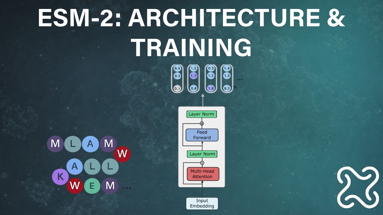 ESM-2 Protein Language Model Explained – Architecture & Training