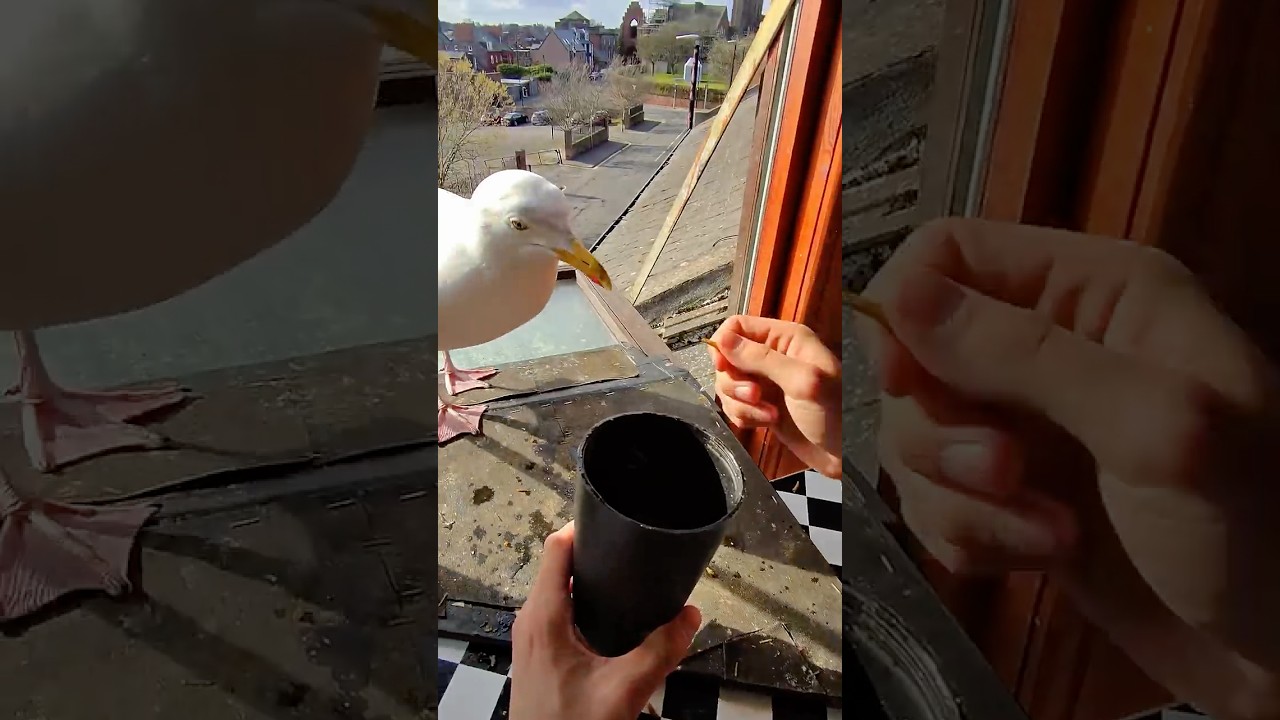 My Pet Seagull Is A Gentle Soul! ❤️