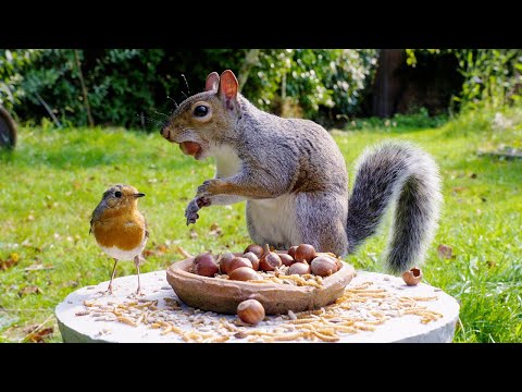 π΄ CAT TV 24/7 NO ADS ποΈ Birds & Squirrels Find Food on a Summer Lawn πΏοΈ Squirrel for cats to watc