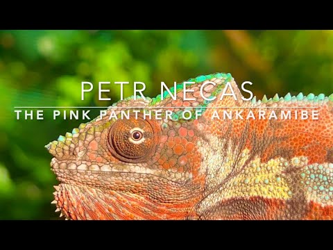 THE PINK PANTHER OF ANKARAMIBE