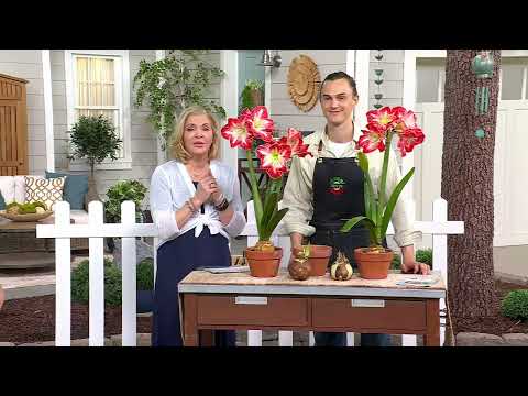 Roberta's 2-Piece Jumbo Amaryllis Bulbs on QVC