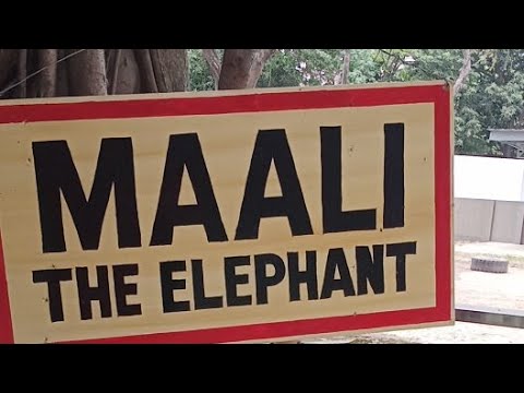 Maali The Elephant