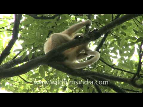 Group of Golden Langurs sitting on branch of a tree