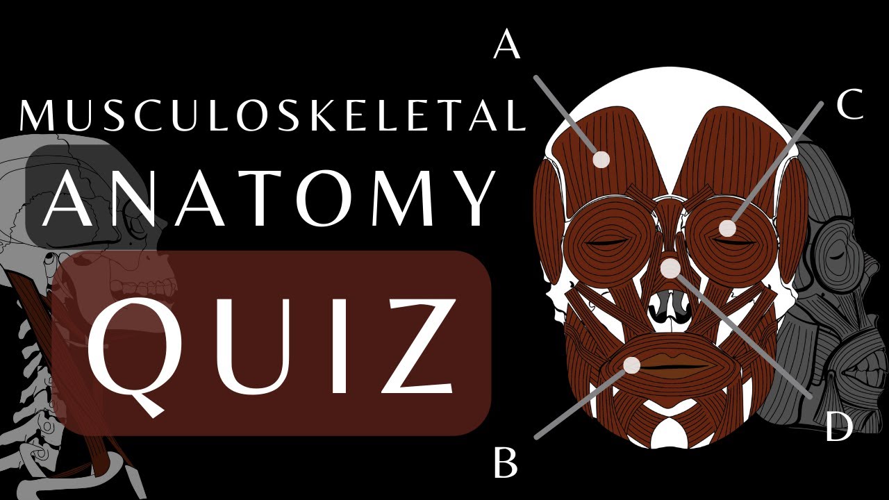 Muscles of the Head and Neck Quiz | Anatomy and Physiology #musculoskeletalsystem #humananatomy