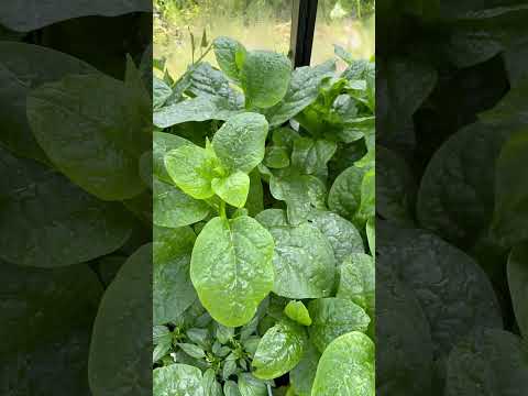 Superfood Alugbati in Philippines (Malabar Spinach) are growing in Ireland❤️ #organicgardening