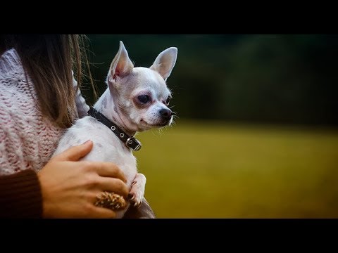 Your Dog Chihuahua Does Not Eat, Return The Food, And Is Sad?